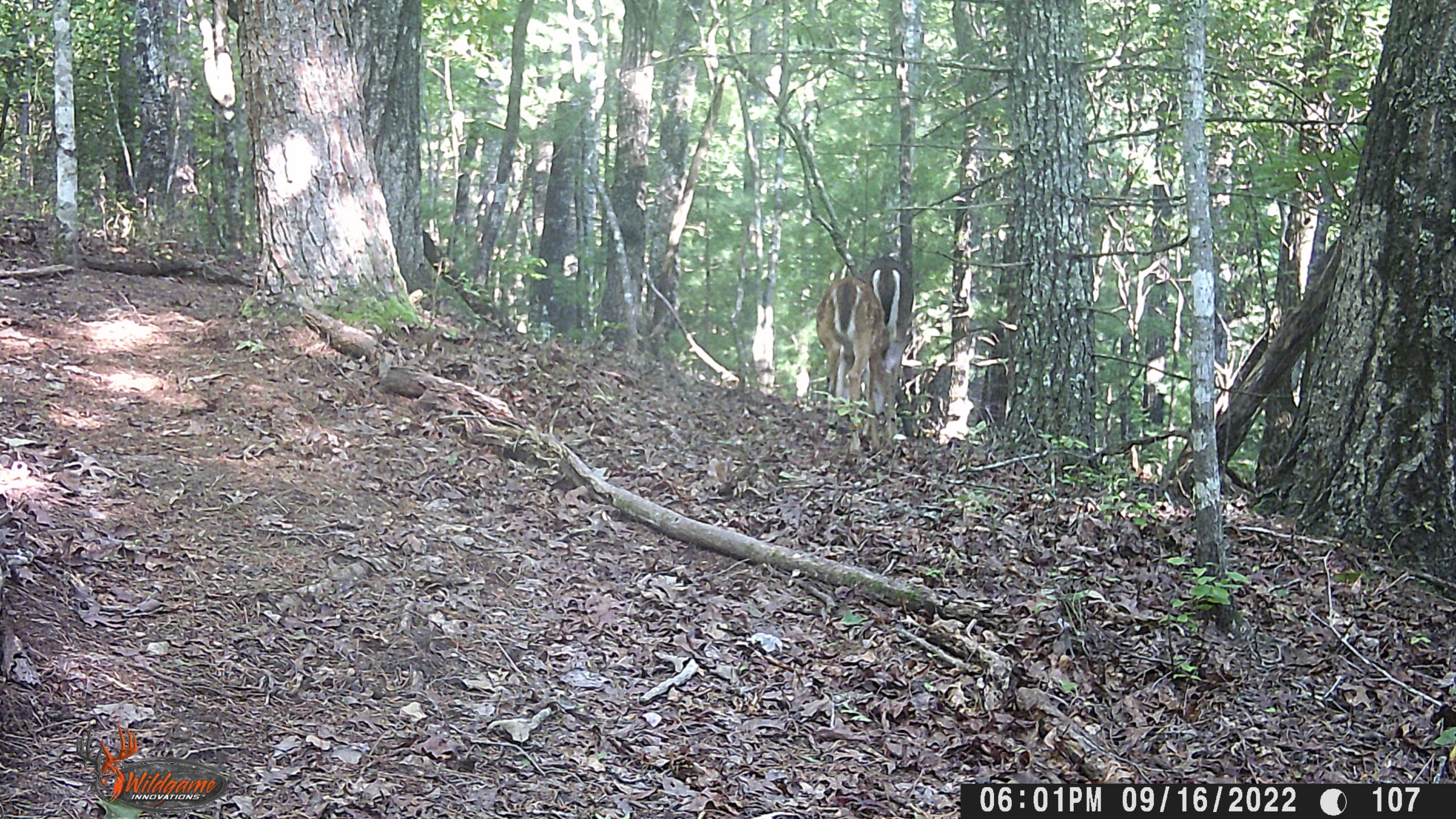 wildlife cam - Heath Alexander