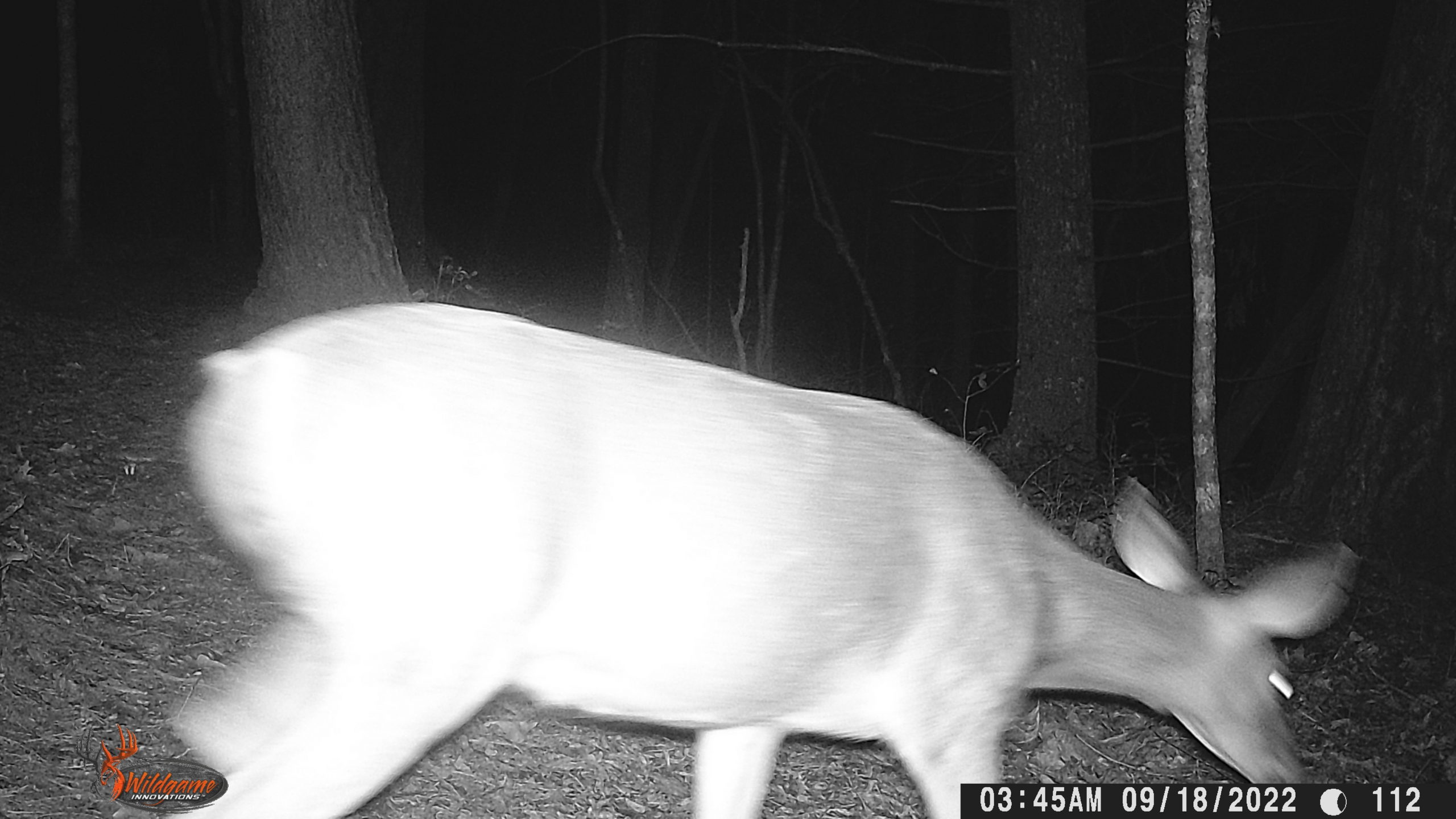 wildlife cam - Heath Alexander