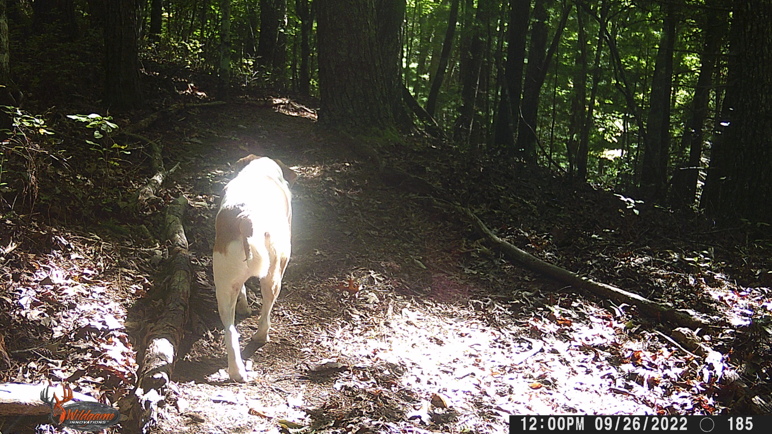 wildlife cam - Heath Alexander